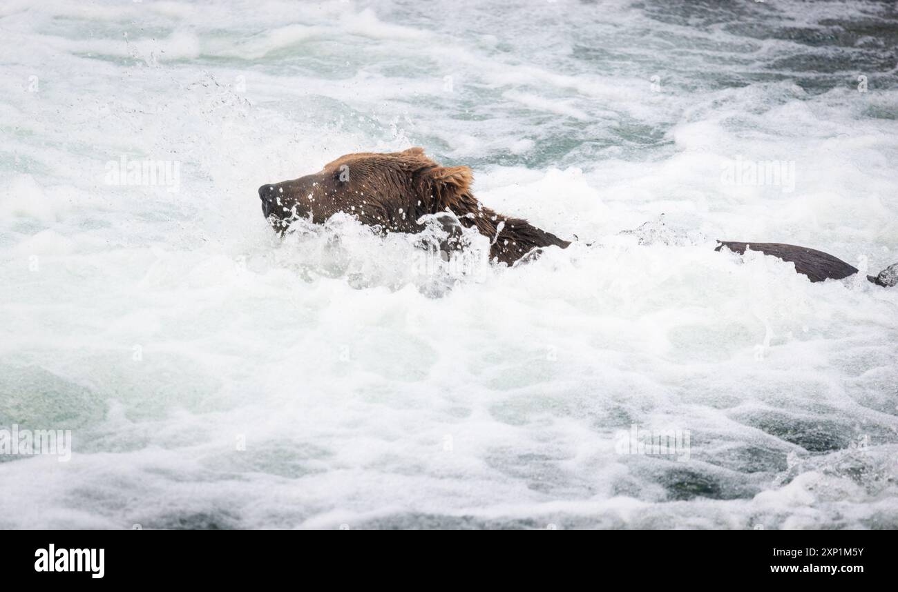 Alaskan brown bear swimming in Brooks River. Katmai National Park ...