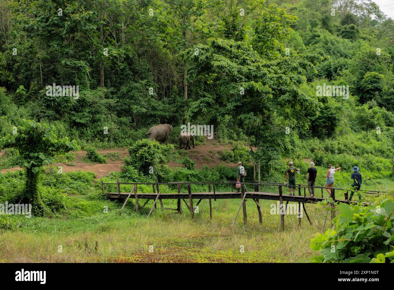 Elephant Tourism at the Elephant Conservation Center, Xayaboury ...