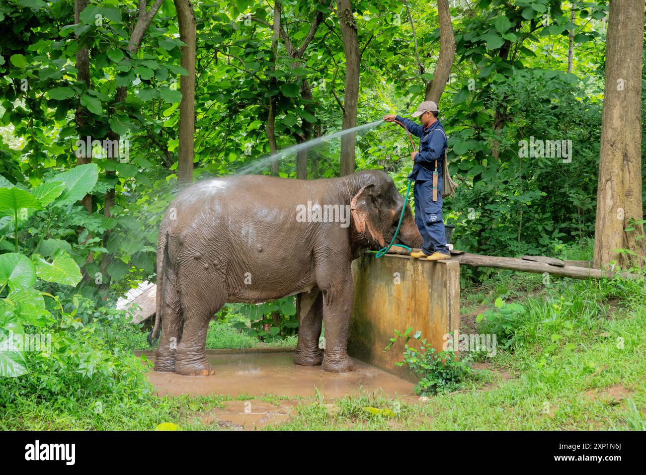 Elephant bathing time, Mekong Elephant Park, Pakbeng, Laos Stock Photo ...