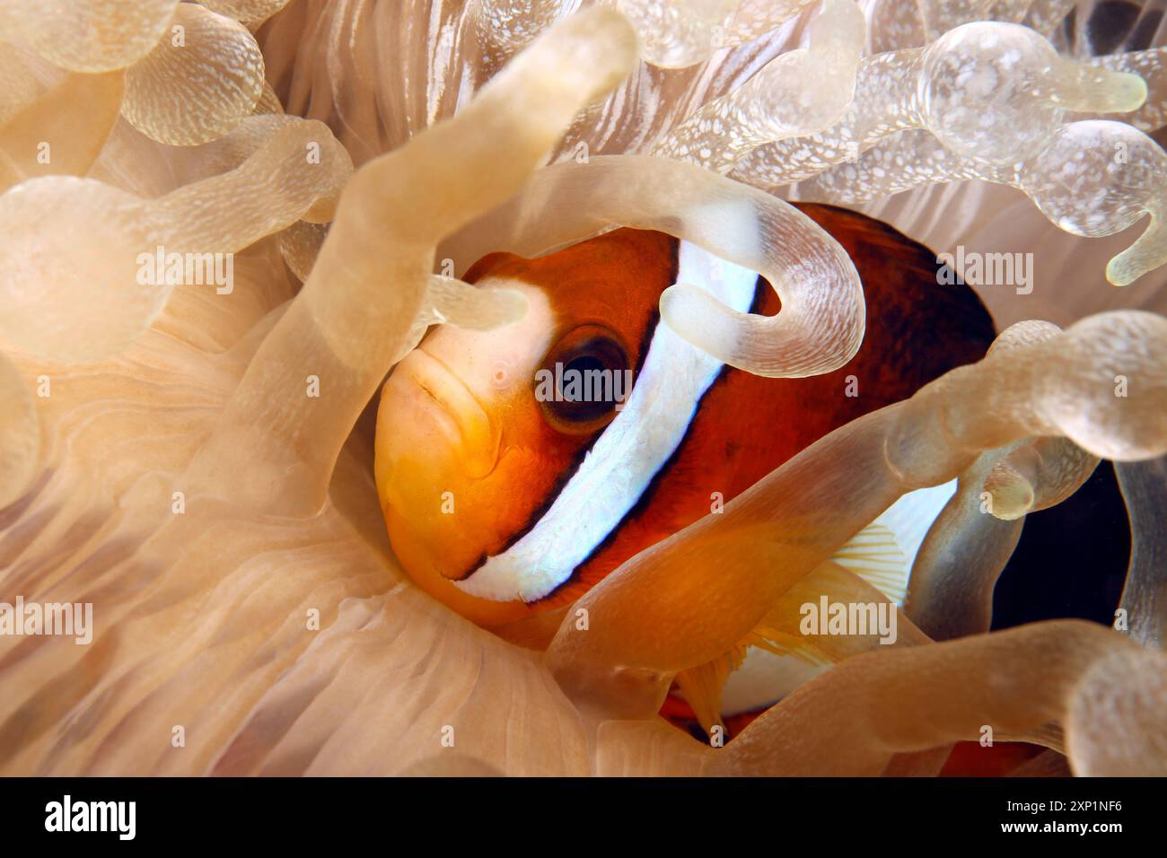 Clark’s Anemonefish (Amphiprion clarkia, aka Yellowtail Clownfish) in ...
