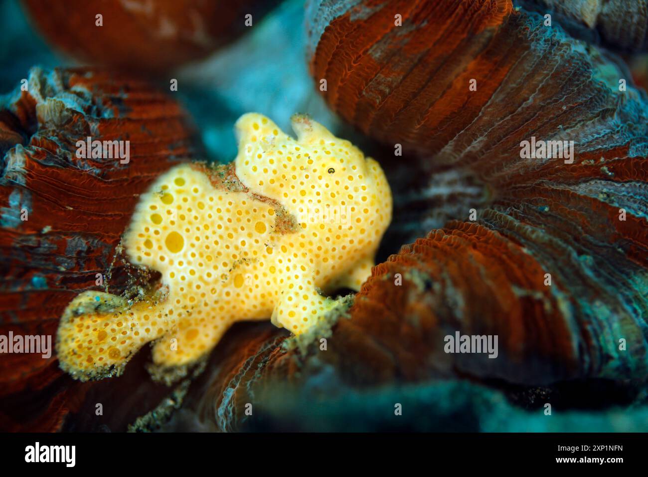 Yellow Painted Frogfish (Antennarius pictus) on a Coral. Ambon ...
