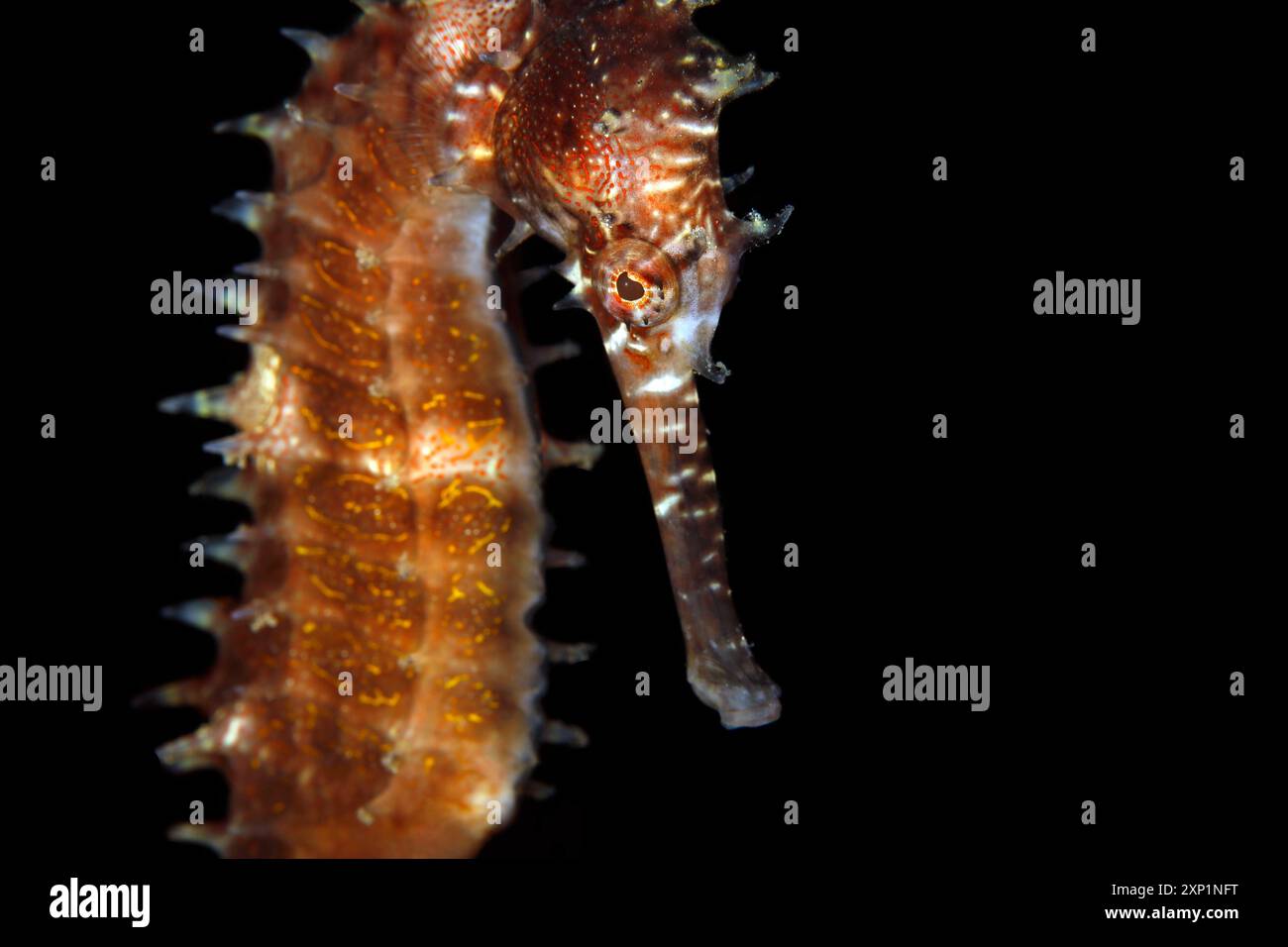 Close-up of a Spiny Seahorse (Hippocampus histrix, aka Thorny Seahorse ...