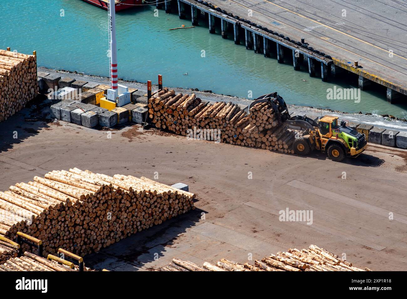 Radiata Pine rough logs waiting to be shipped to export and domestic ...