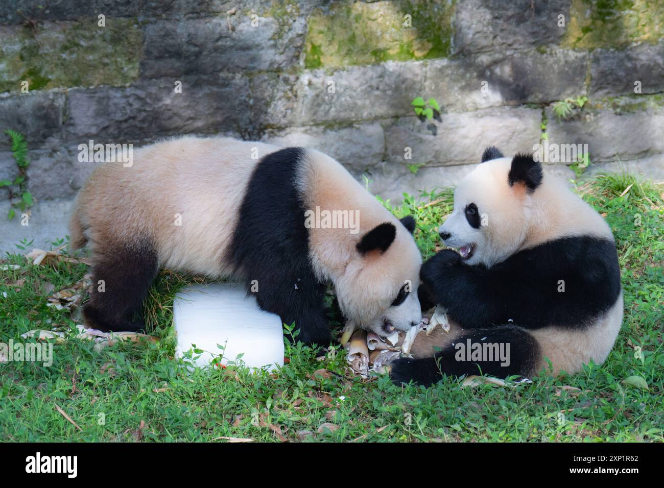 CHONGQING, CHINA - AUGUST 3, 2024 - Giant pandas eat while cooling off ...