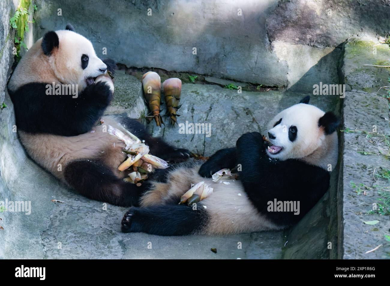 CHONGQING, CHINA - AUGUST 3, 2024 - Giant pandas eat while cooling off ...