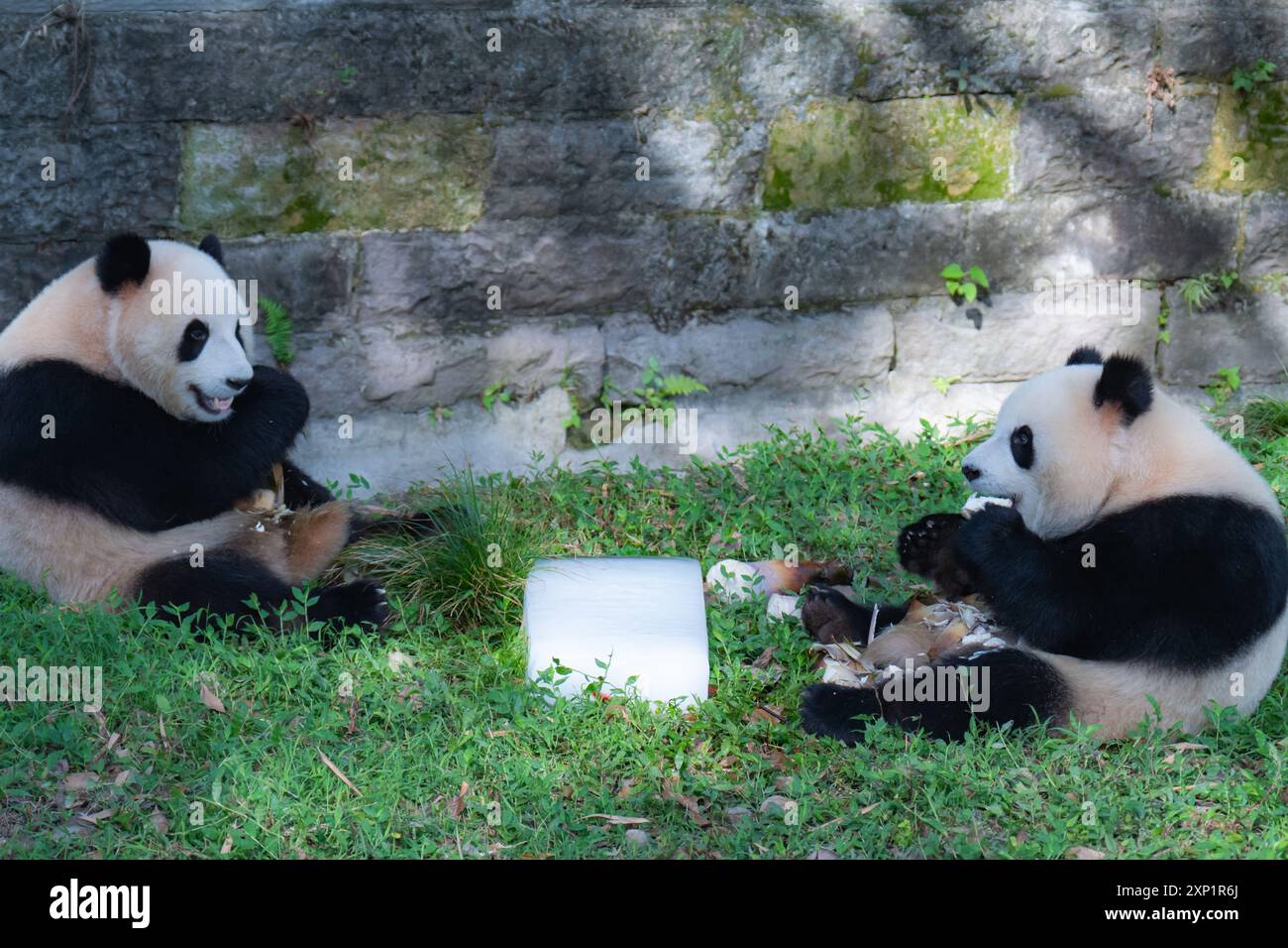 CHONGQING, CHINA - AUGUST 3, 2024 - Giant pandas eat while cooling off ...