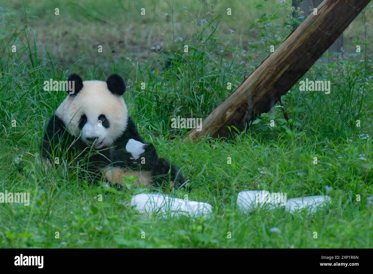 CHONGQING, CHINA - AUGUST 3, 2024 - Giant pandas eat while cooling off ...