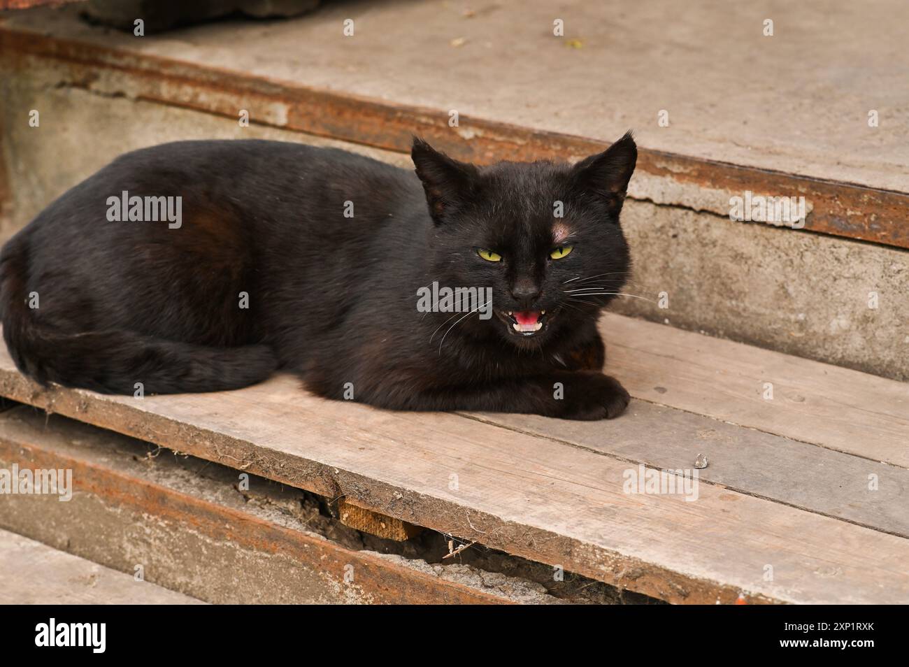 An angry black cat. cat is growling Stock Photo - Alamy