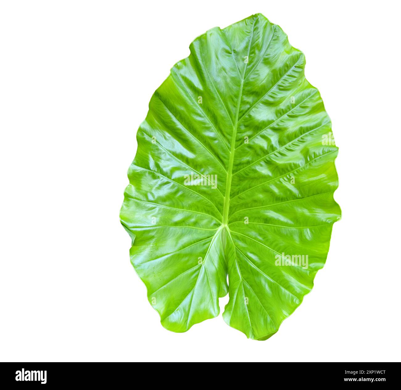 Huge Elephant Ear Leaf cut out on white background with clipping paths ...