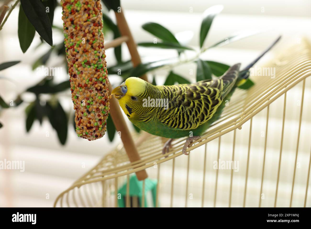 Pet parrot. Beautiful budgerigar eating bird treat on cage indoors ...