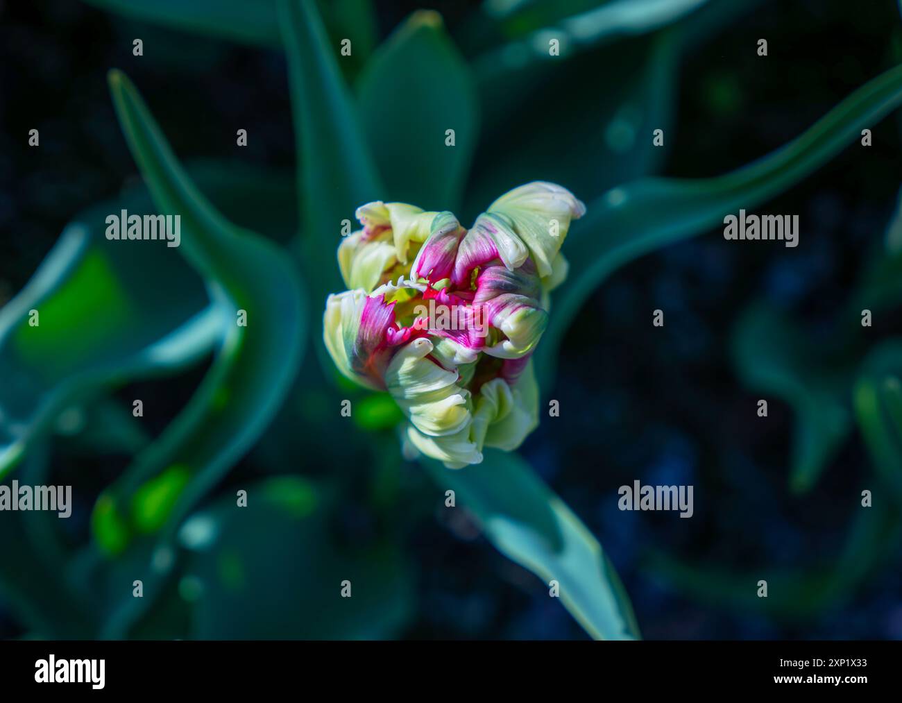 A vibrant green and pink tulip bud, surrounded by lush green foliage ...