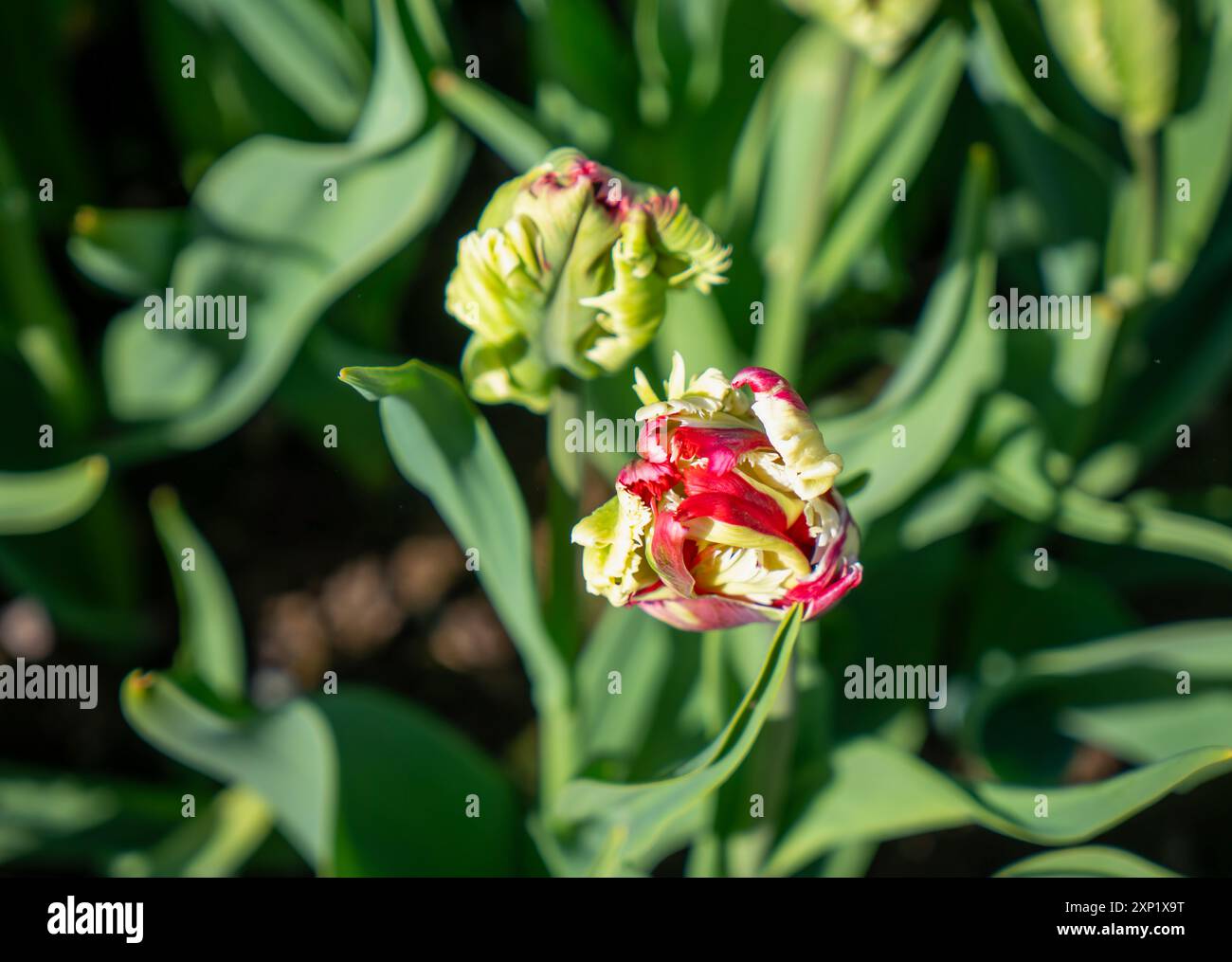 A vibrant green and pink tulip bud, surrounded by lush green foliage ...