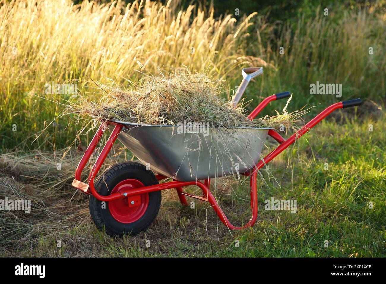 One wheelbarrow full of mown grass outdoors Stock Photo - Alamy
