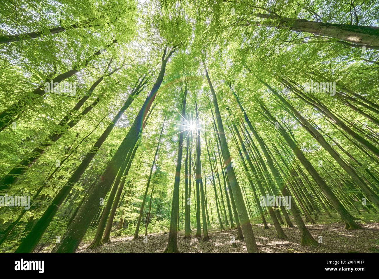 A breathtaking view shows sunlight shining through a dense forest ...