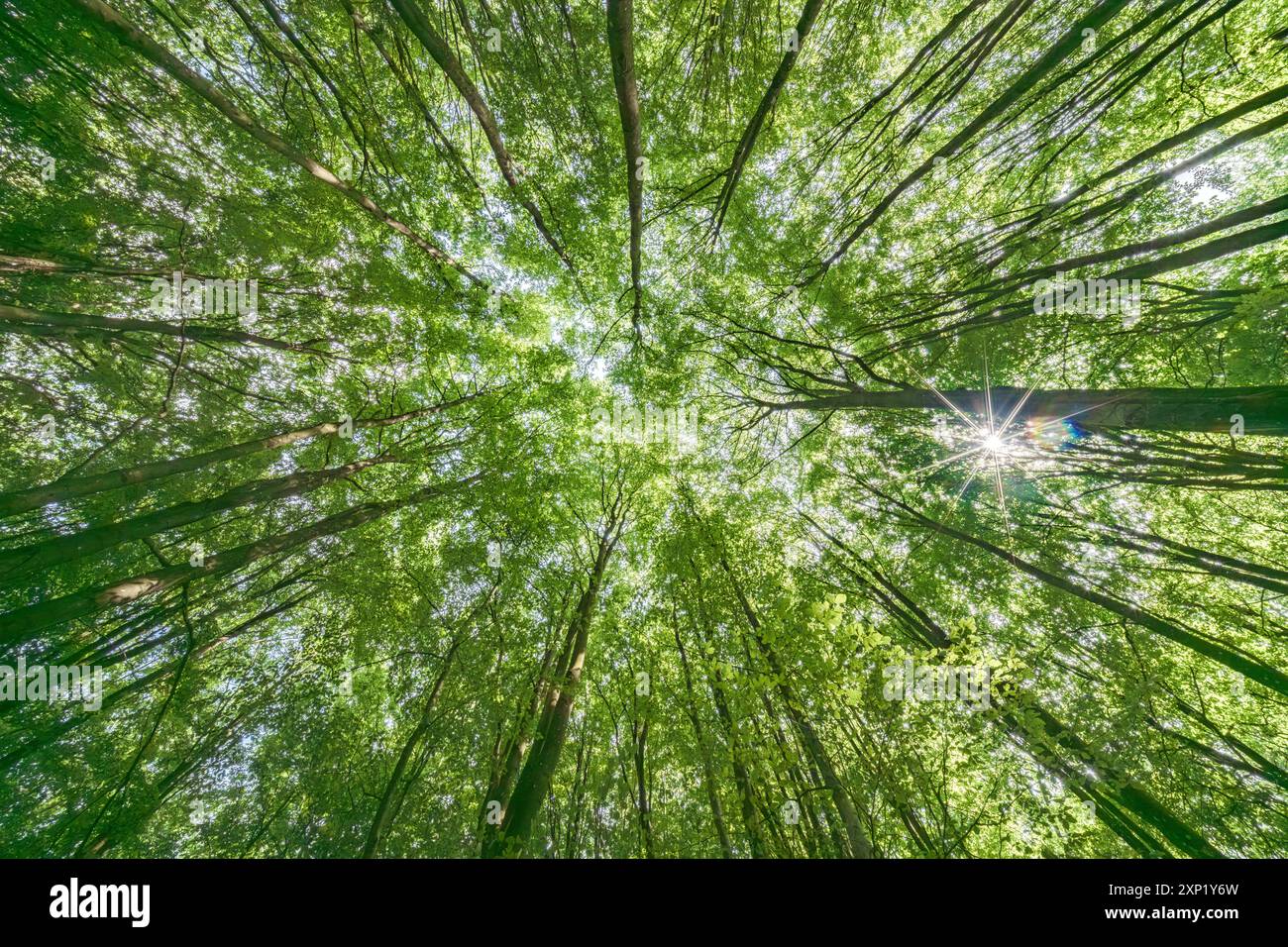 A breathtaking view of vibrant green leaves and tall trees from below ...