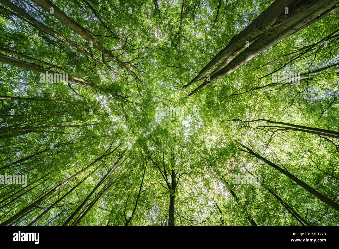 A breathtaking view of vibrant green leaves and tall trees from below ...