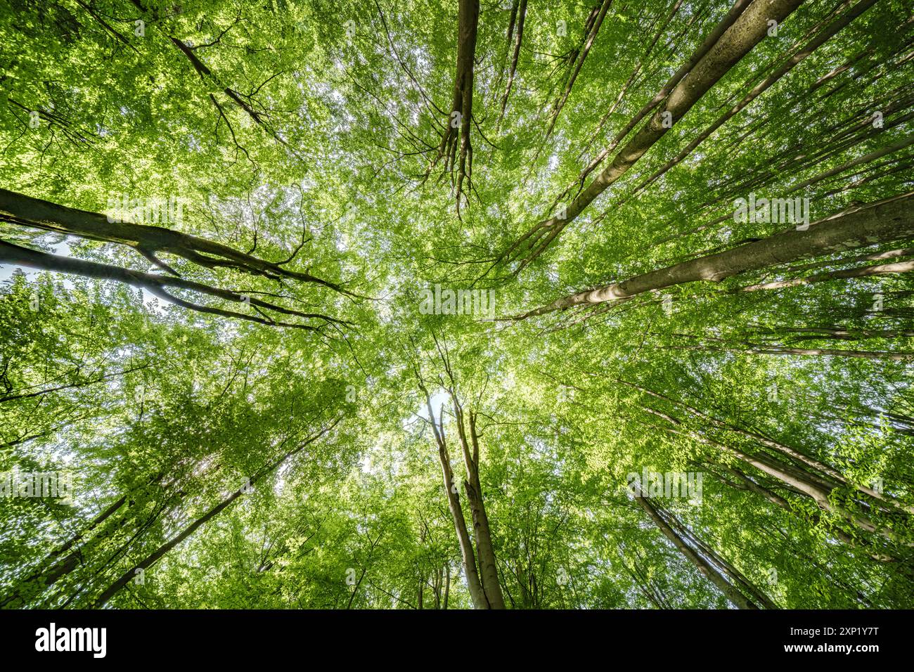A breathtaking view of vibrant green leaves and tall trees from below ...