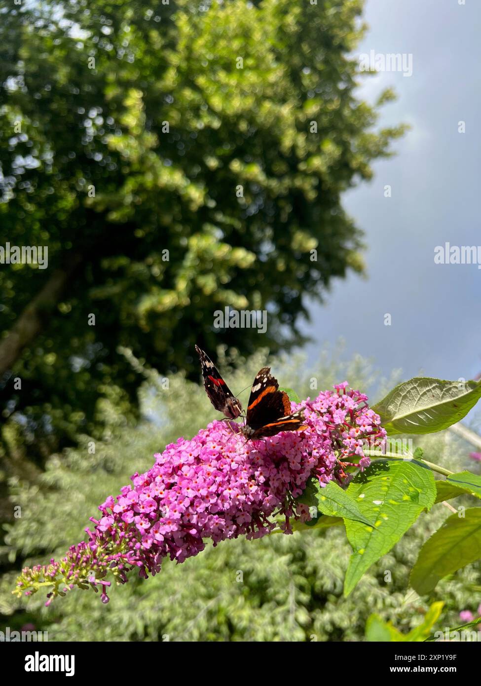 Angle wing butterflies hi-res stock photography and images - Alamy