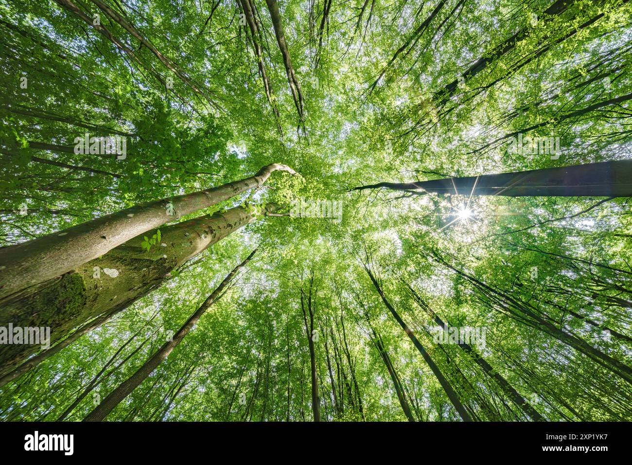 A breathtaking view of vibrant green leaves and tall trees from below ...