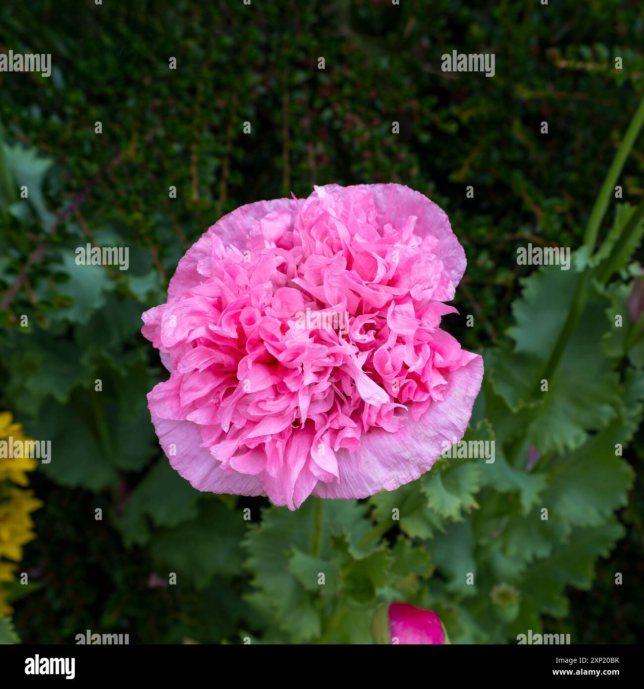Beautiful pink opium poppy also known as oilseed poppy broadside poppy ...