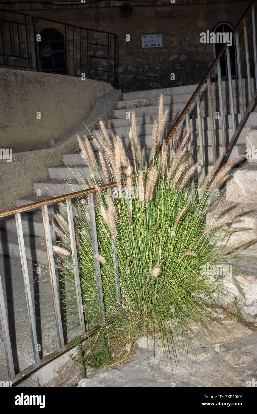 Wild grass thriving between stone steps and a railing, symbolizing ...