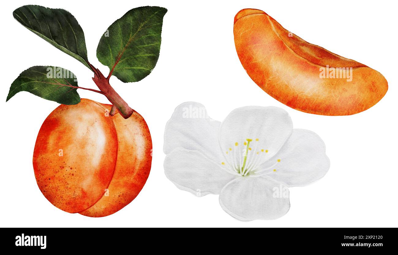 Apricot watercolor. Juicy realistic set hand drawing of ripe fruit ...