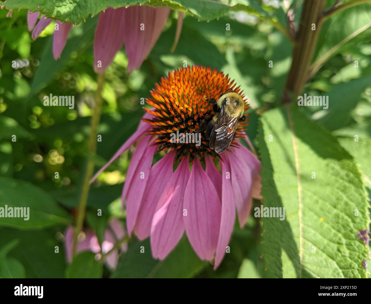 Image of a bee pollinating a flower Stock Photo - Alamy