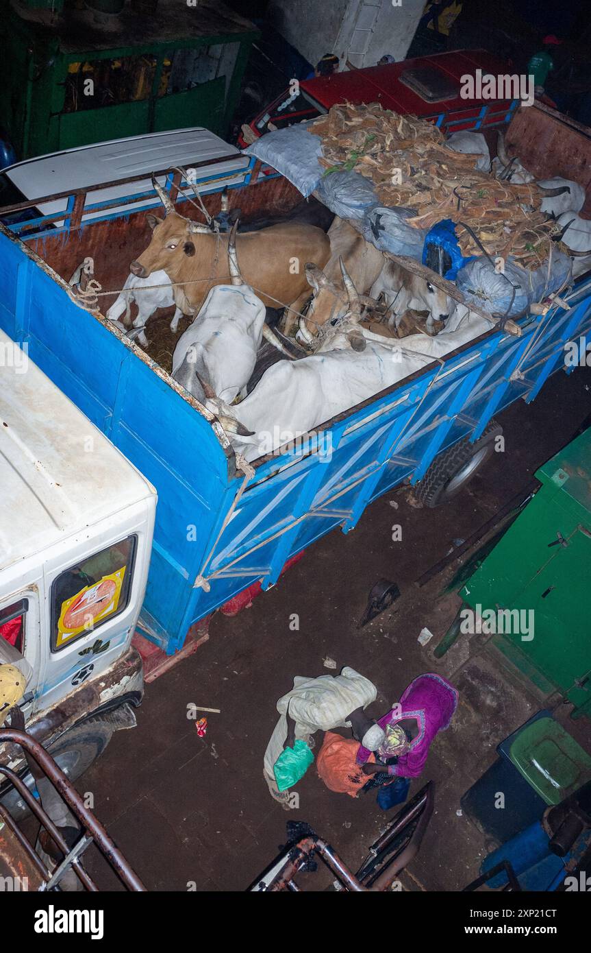 Image of cattle being transported on a ferry from Banjul to Barra ...