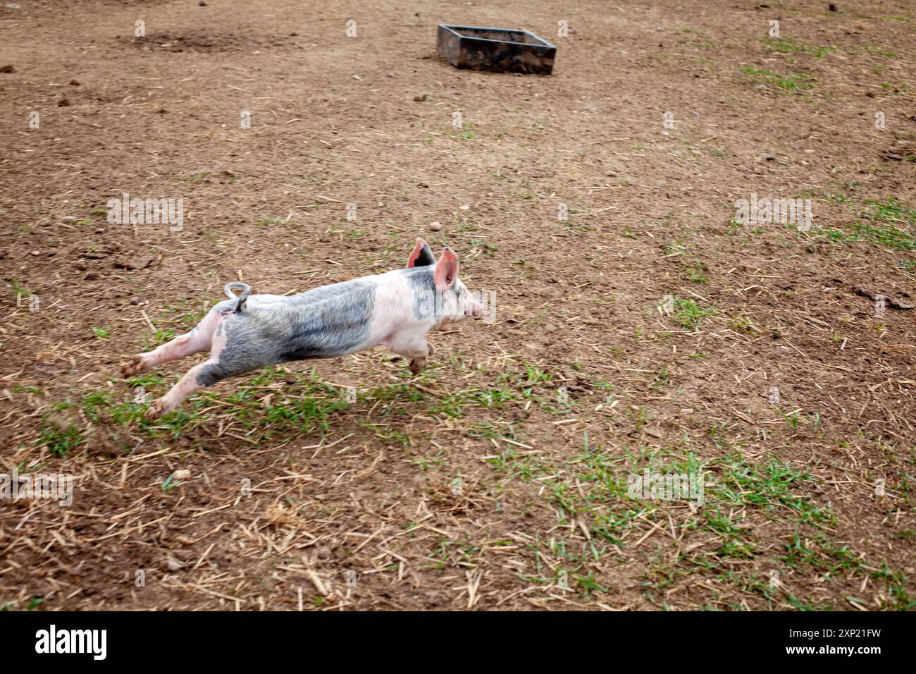 A lively piglet joyfully running across an open field on an organic ...