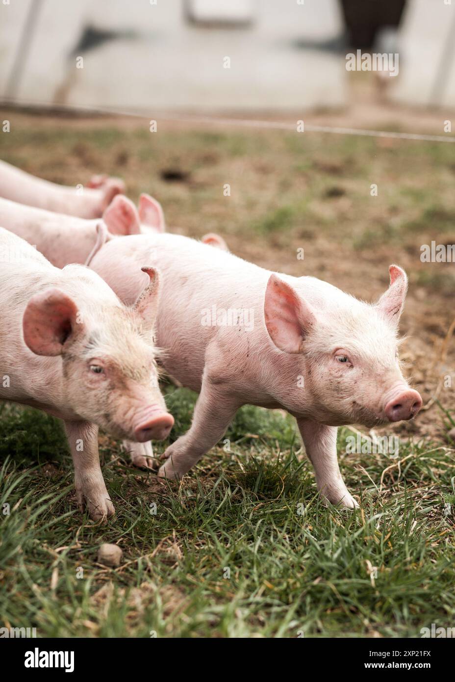 A group of free-range pigs walking on an organic farm. The photograph ...