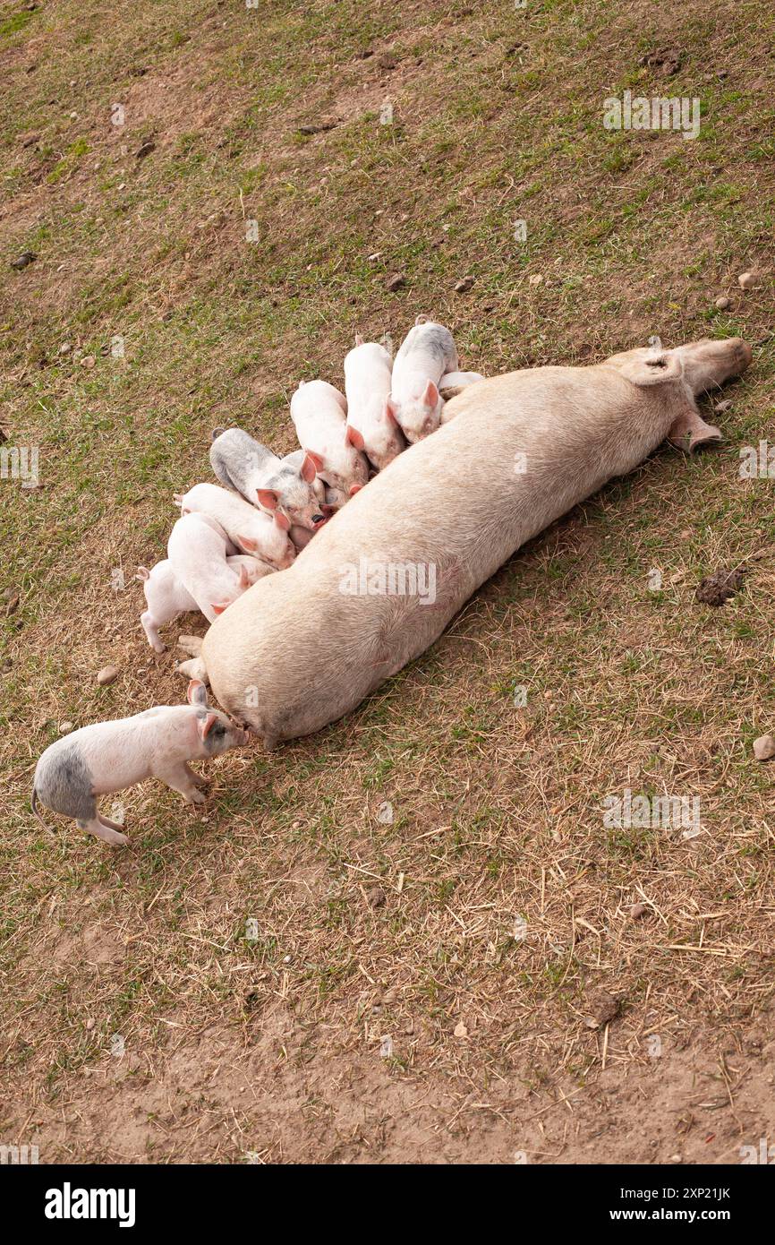 A mother pig nursing her piglets on an organic farm. The free-range ...