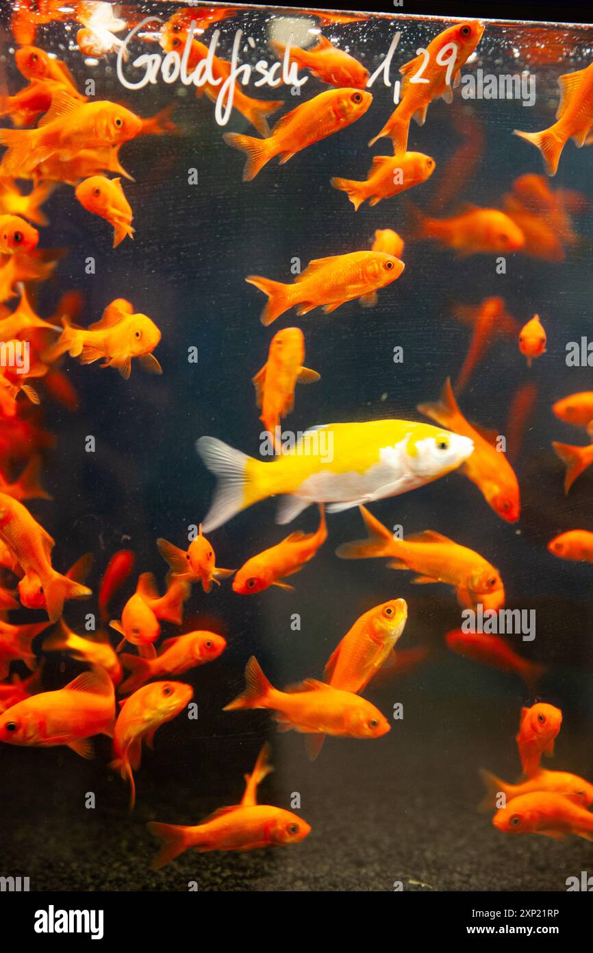 Vibrant fish stands hi-res stock photography and images - Alamy