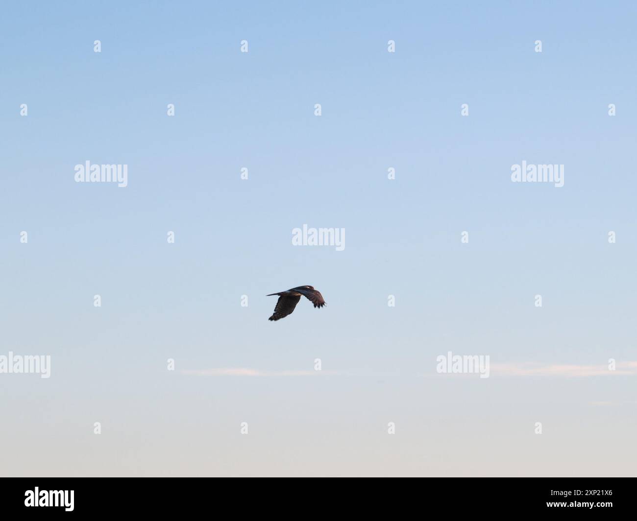 Long-winged Harrier (Circus buffoni) Aves Stock Photo - Alamy