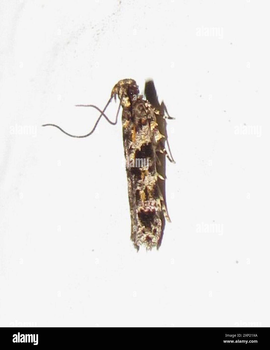 Twirler Moths (Gelechiidae) Insecta Stock Photo - Alamy