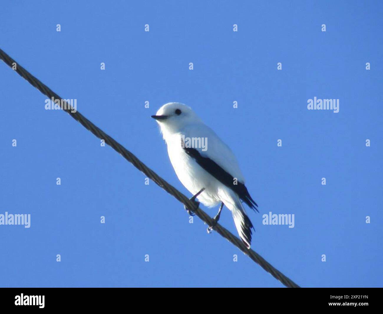 White Monjita (Xolmis irupero) Aves Stock Photo - Alamy