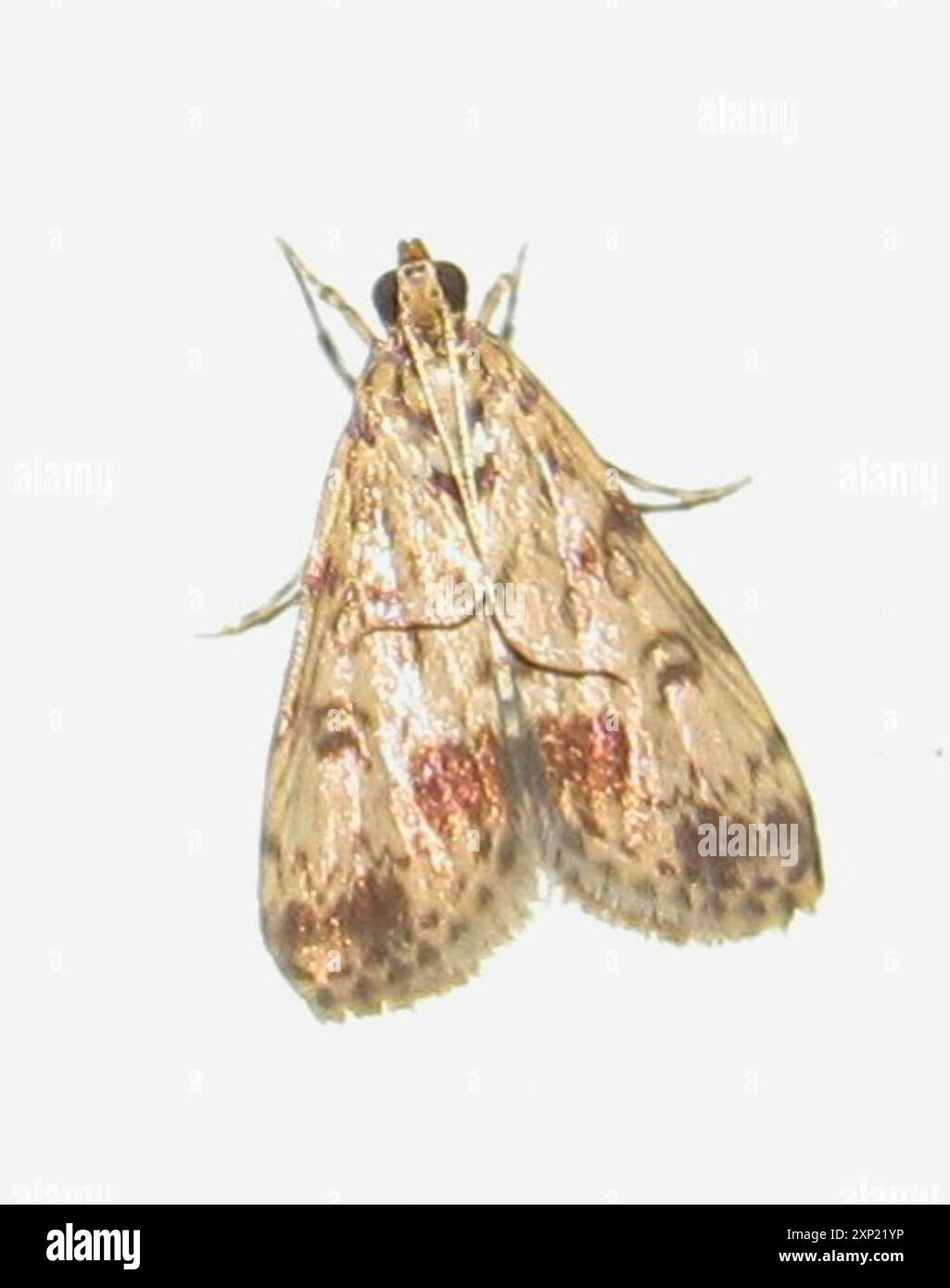 Pearl Moths (Spilomelinae) Insecta Stock Photo - Alamy