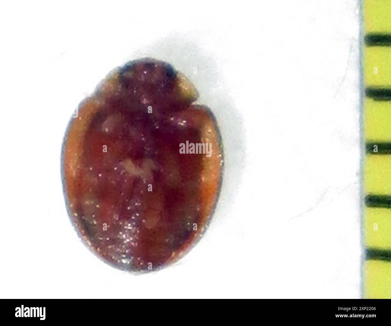 Coccidulinae hi-res stock photography and images - Alamy