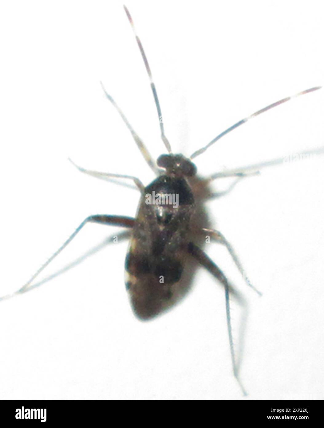 Plant Bugs (Miridae) Insecta Stock Photo - Alamy