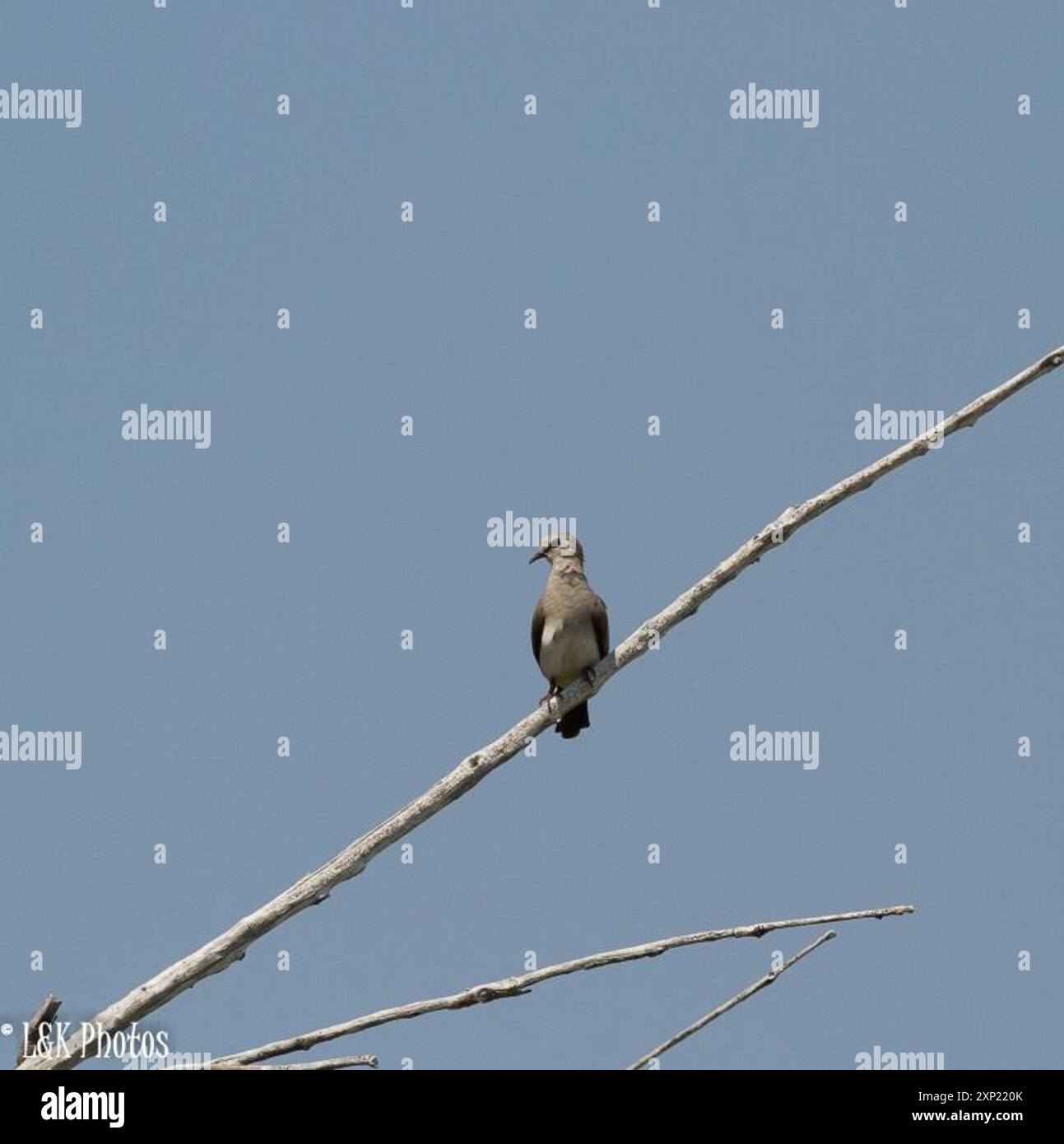 Madagascar Namaqua Dove (Oena capensis aliena) Aves Stock Photo - Alamy