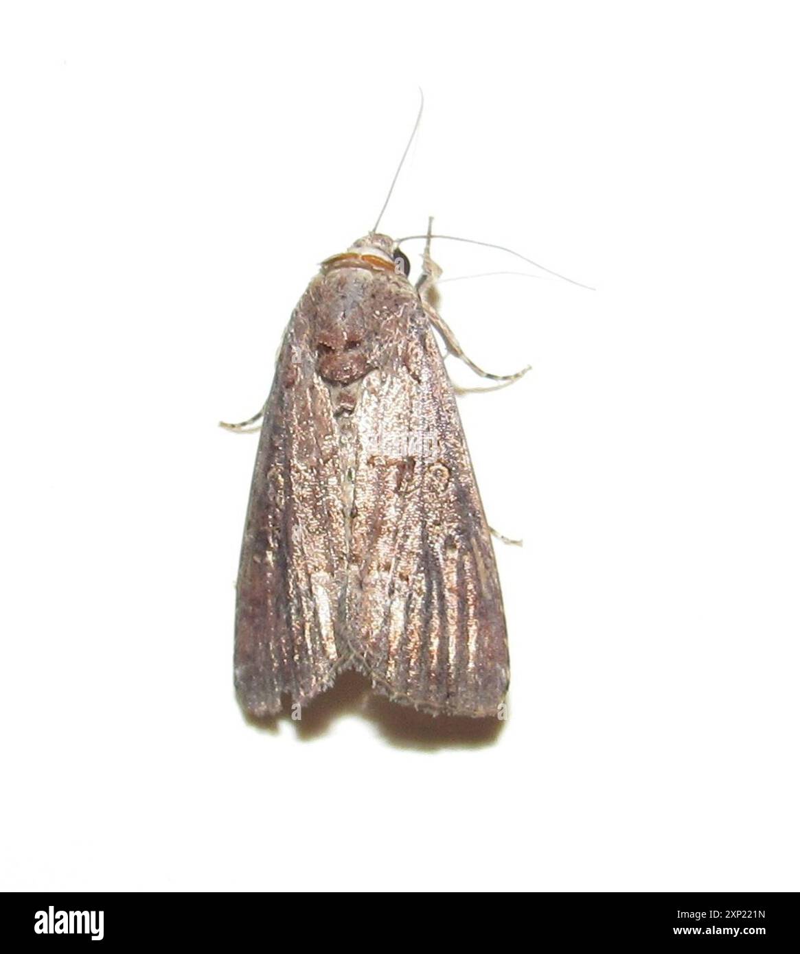 Armyworm Moths (Spodoptera) Insecta Stock Photo - Alamy