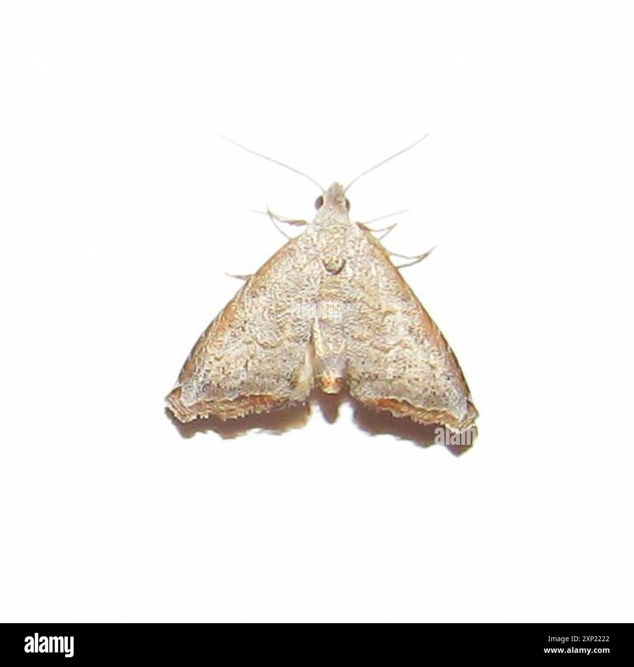 Underwing, Tiger, Tussock, and Allied Moths (Erebidae) Insecta Stock ...