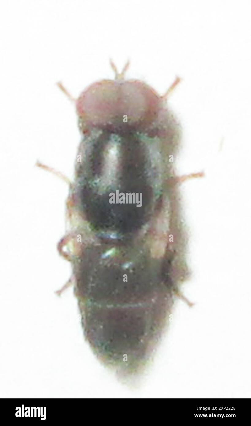 Window Flies (Scenopinidae) Insecta Stock Photo - Alamy