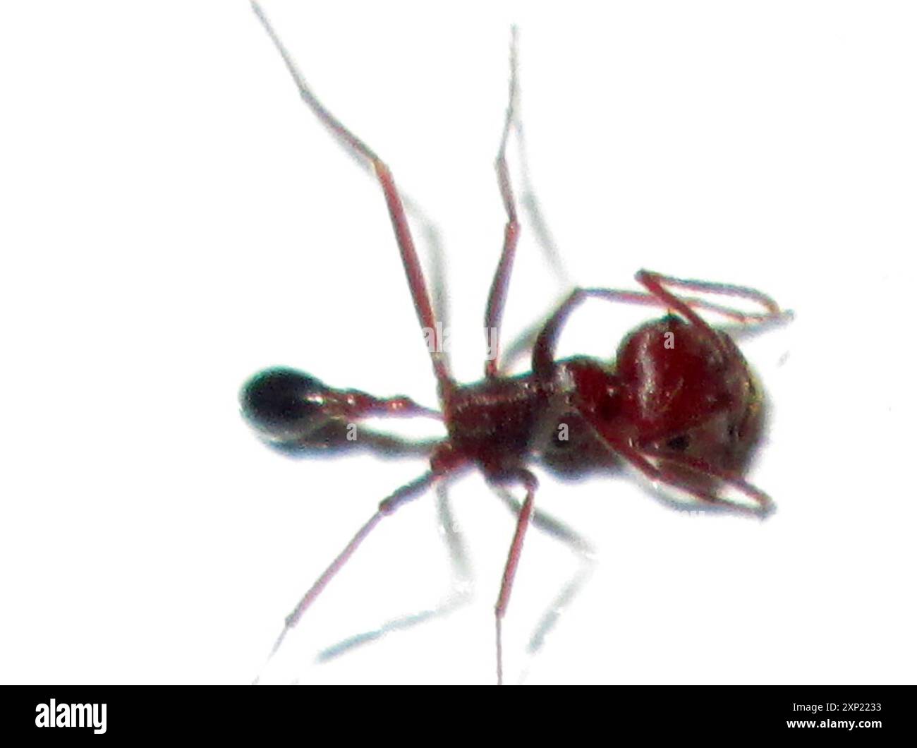 Hotrod Ants (Ocymyrmex) Insecta Stock Photo - Alamy