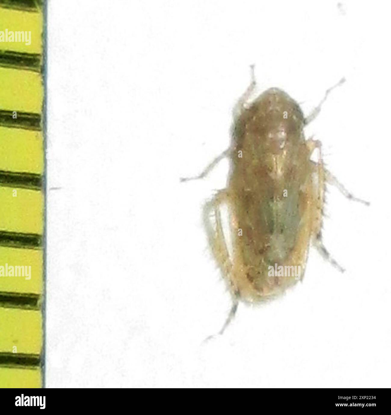 Typical Leafhoppers (Cicadellidae) Insecta Stock Photo - Alamy