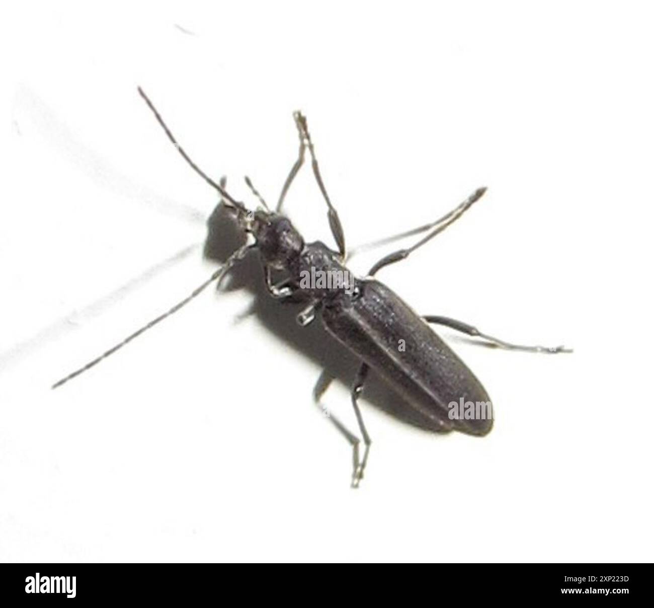 False Blister Beetles (Oedemeridae) Insecta Stock Photo - Alamy