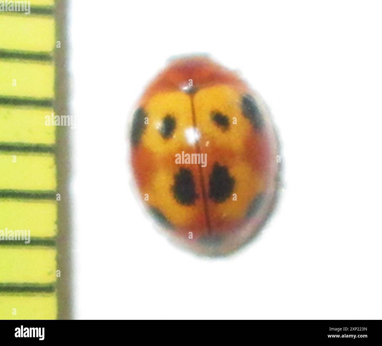 Lady Beetles (Coccinellidae) Insecta Stock Photo - Alamy