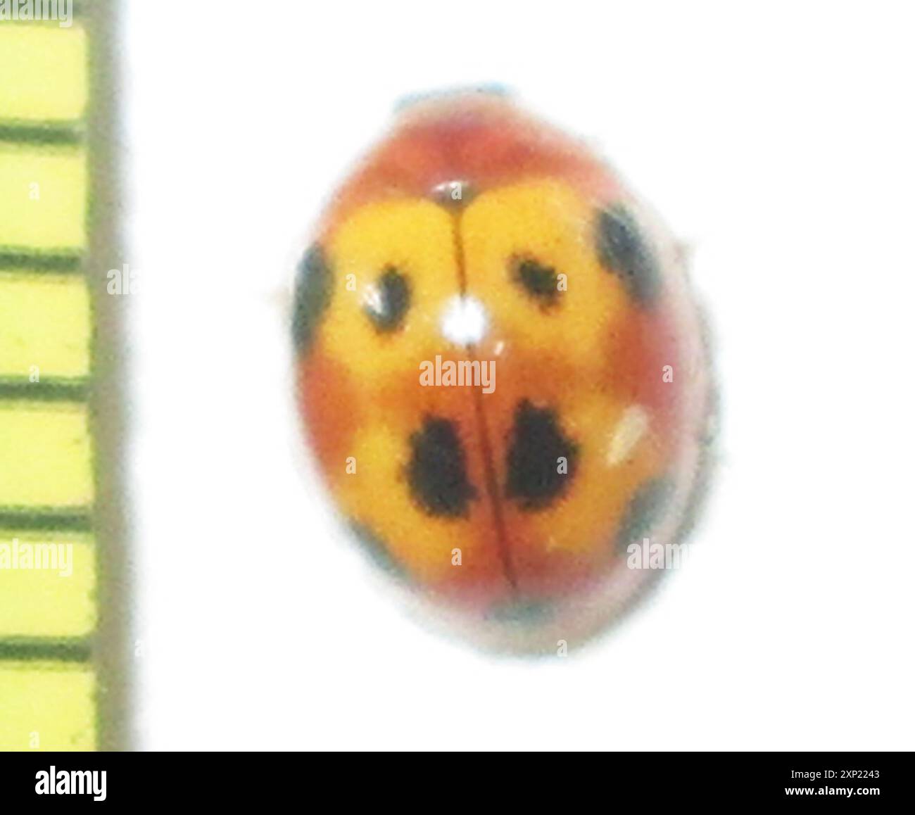 Lady Beetles (Coccinellidae) Insecta Stock Photo - Alamy