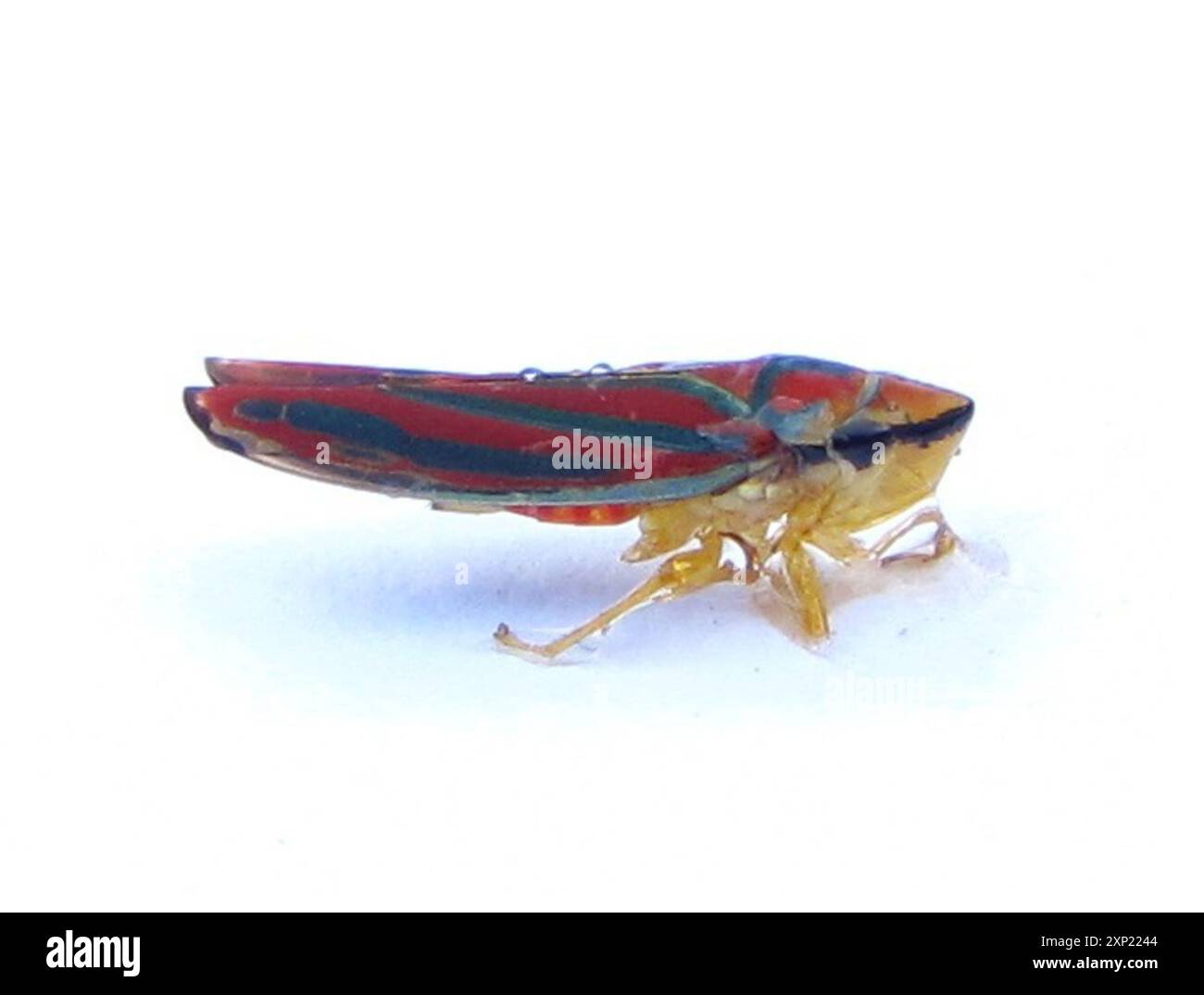 Red-banded Leafhopper (Graphocephala coccinea) Insecta Stock Photo - Alamy