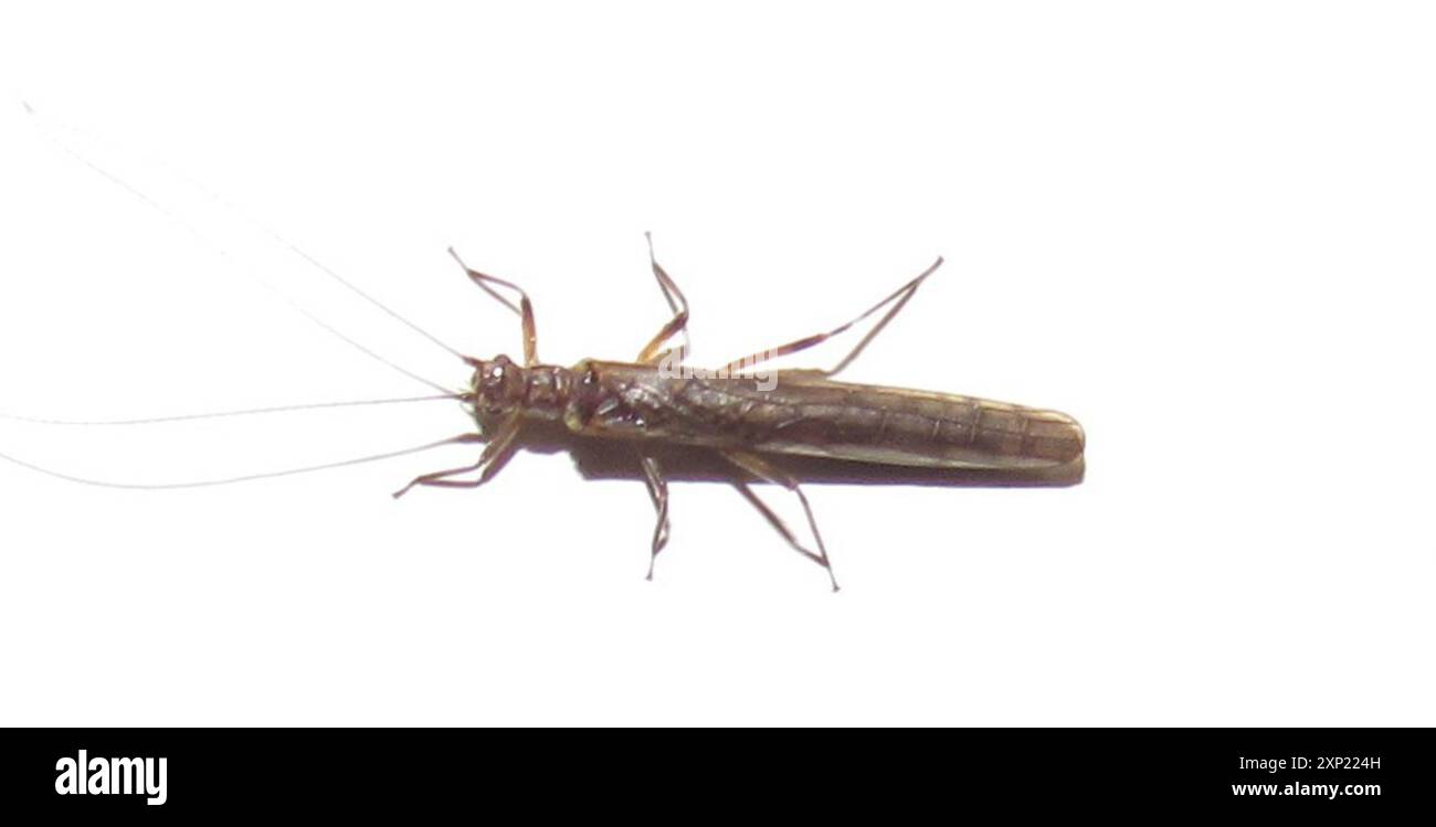 Stoneflies (Plecoptera) Insecta Stock Photo - Alamy