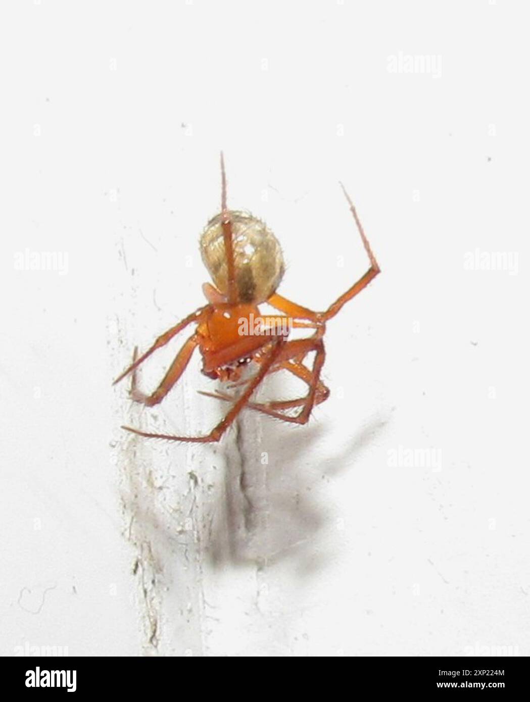 Nesticodes rufipes hi-res stock photography and images - Alamy